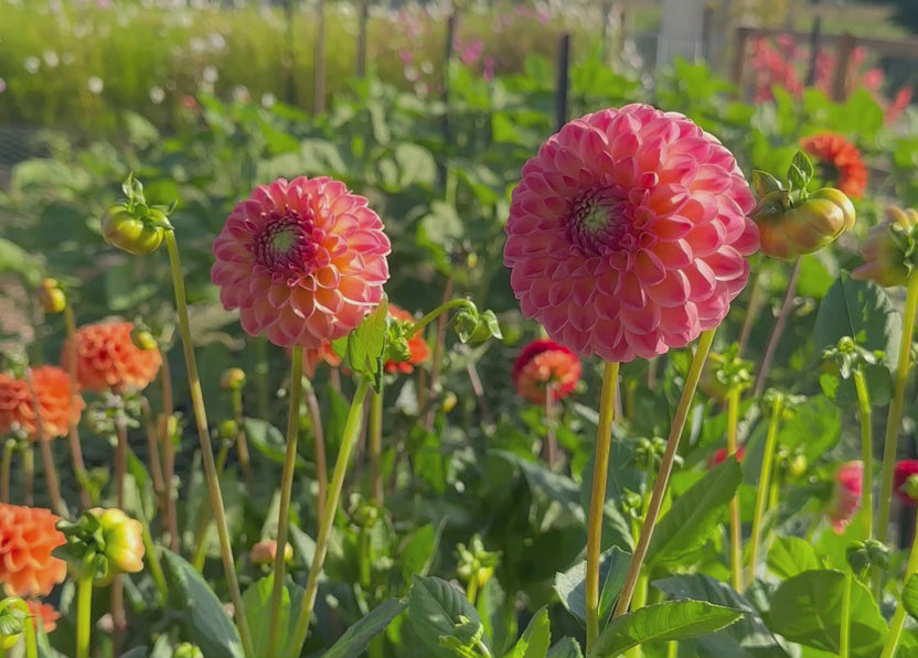 Contact – Little Lifestyle Flower Farm